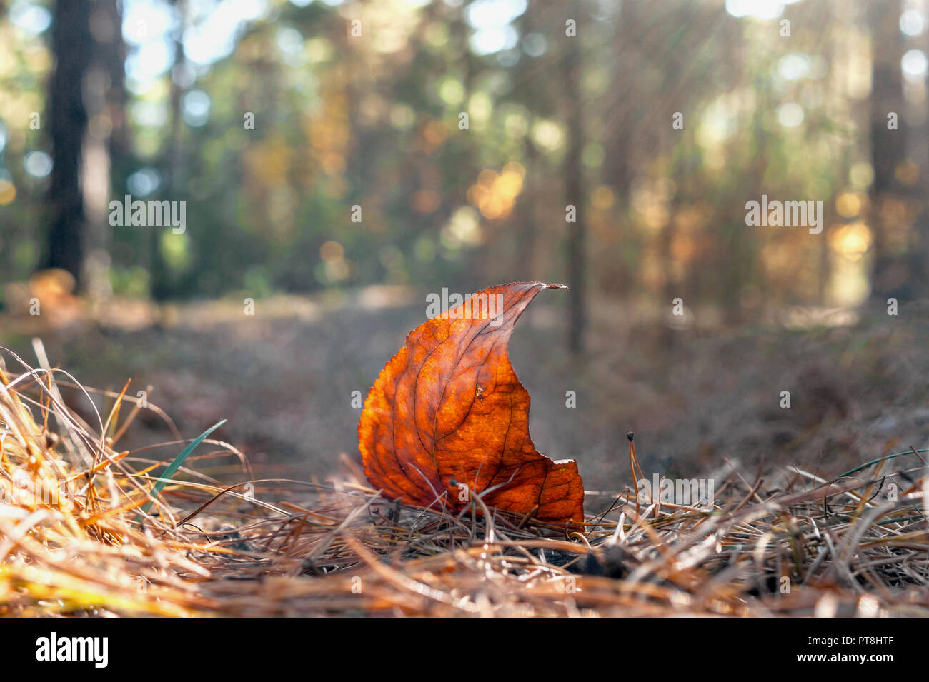 Red Leaf On The Ground, Sunbeams, Autumn Pine Forest, Fall Foliage ...