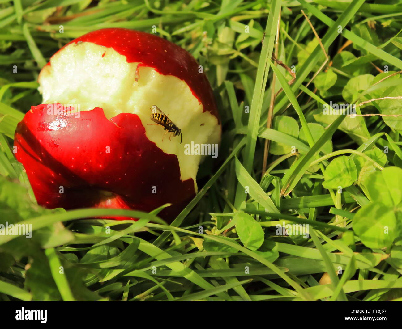 Lone bee eating an apple on the ground Stock Photo - Alamy