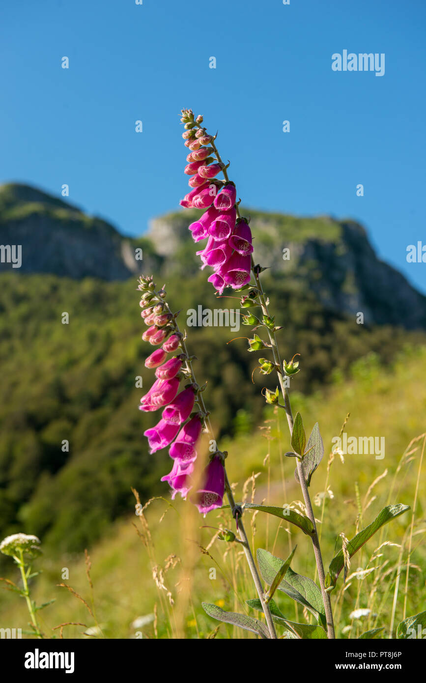 the beautiful purple flowers in the mountains Stock Photo - Alamy