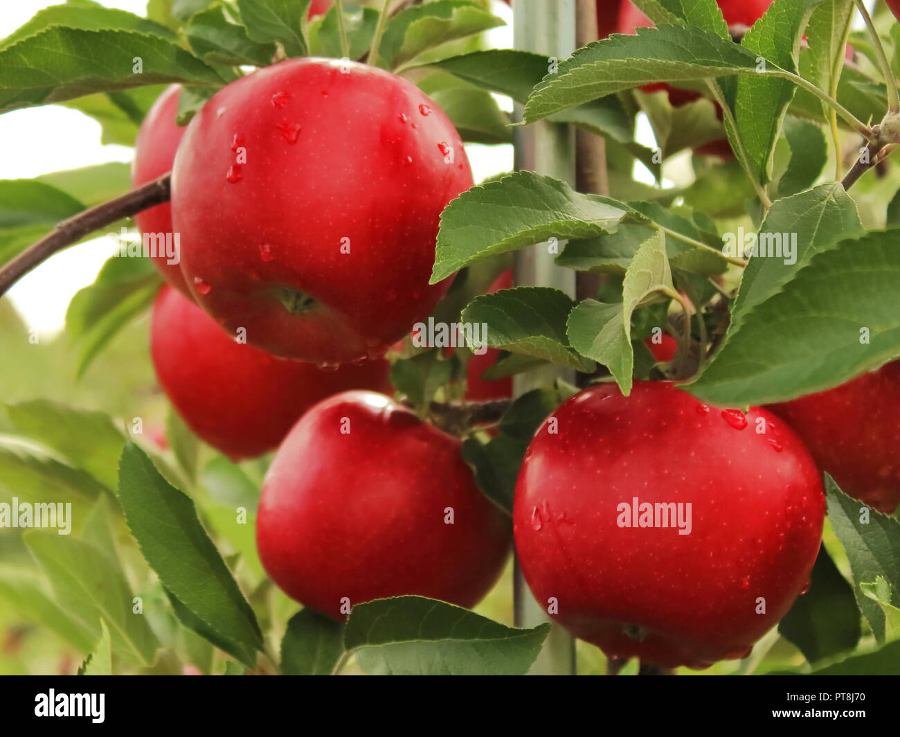 Apples in a tree hi-res stock photography and images - Alamy