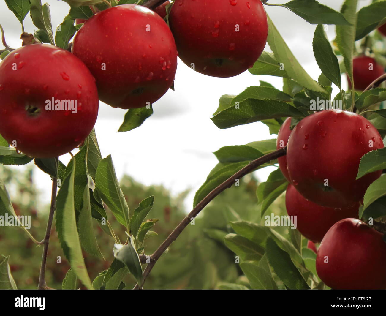 Two tree groups hi-res stock photography and images - Alamy