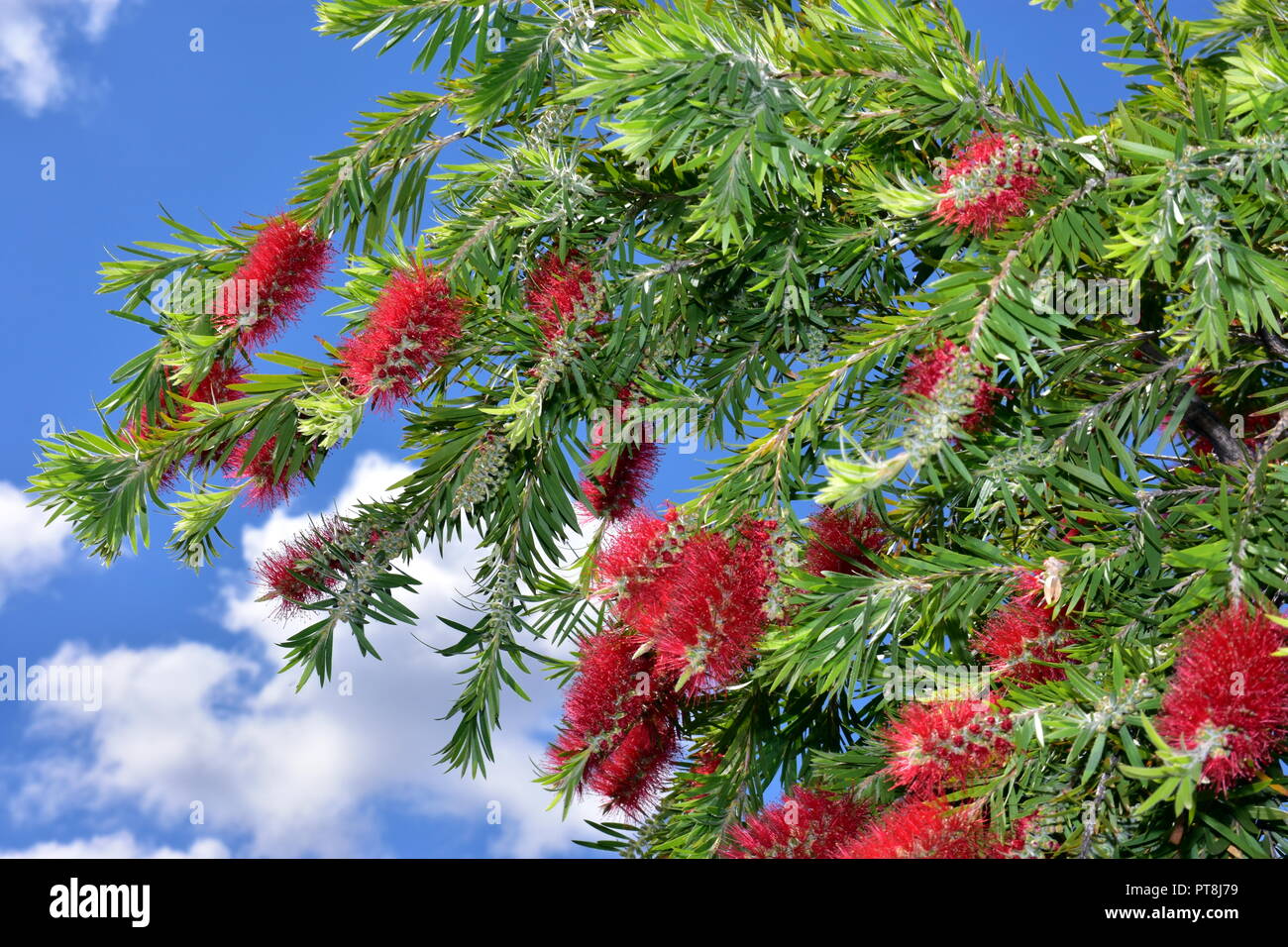 Bottle brush tree bush shrub hi-res stock photography and images - Alamy