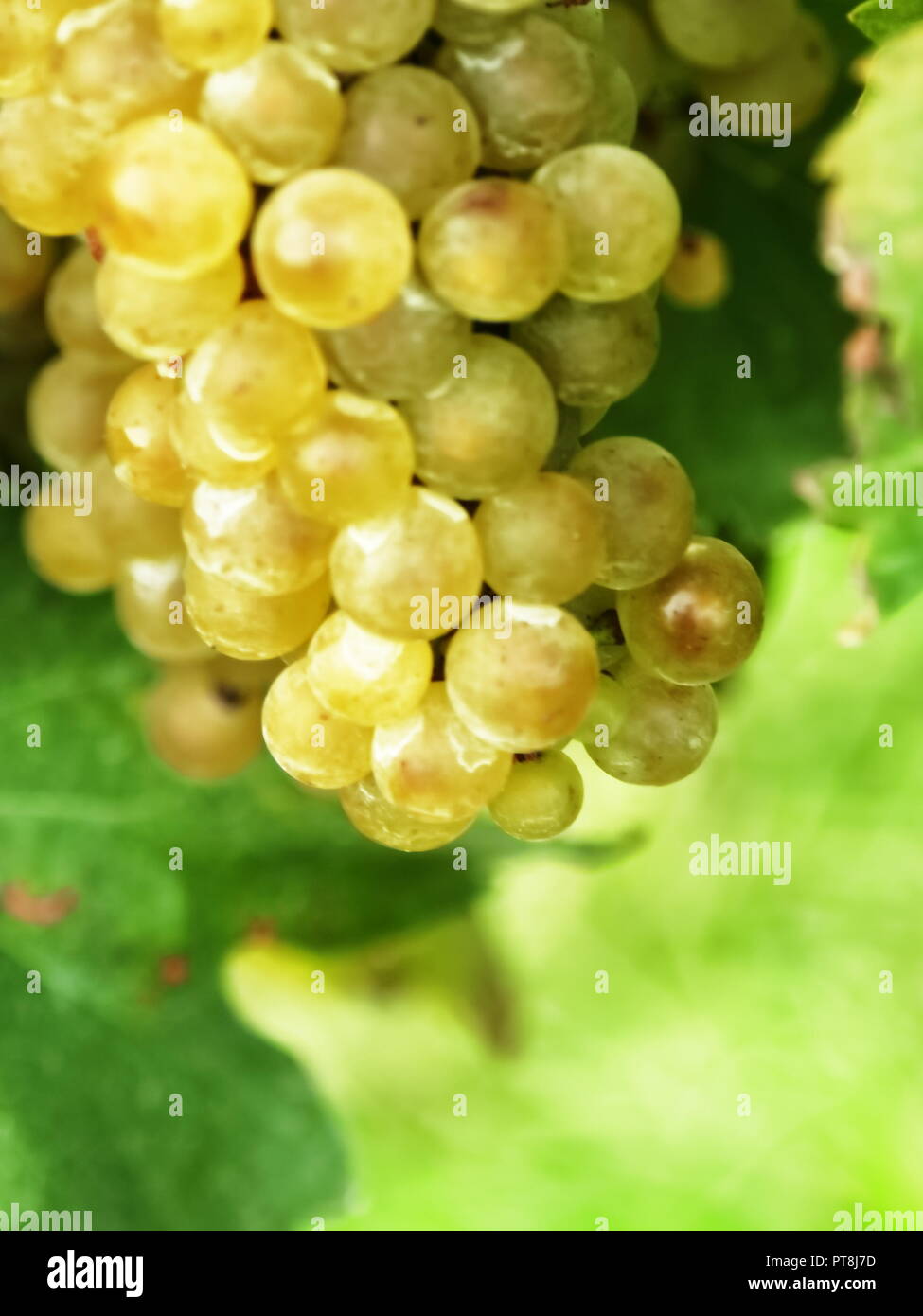 Lower half of a green grape vine Stock Photo - Alamy