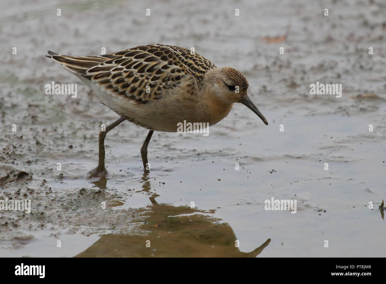 Ruff lek hi-res stock photography and images - Alamy