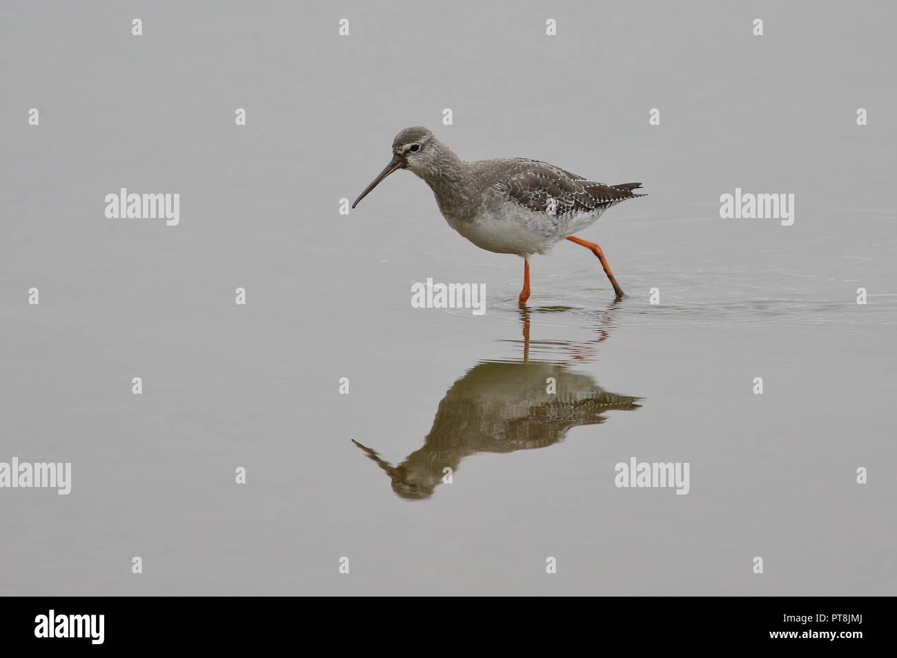Adult winter Spotted Redshank Stock Photo - Alamy