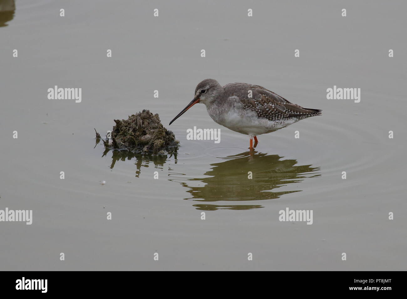 Adult winter Spotted Redshank Stock Photo - Alamy