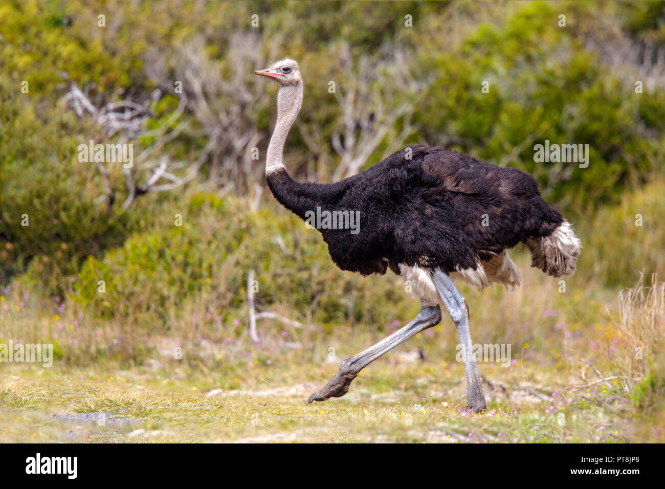 Common Ostrich Struthio camelus Cape Point, Cape of Good Hope, Western ...