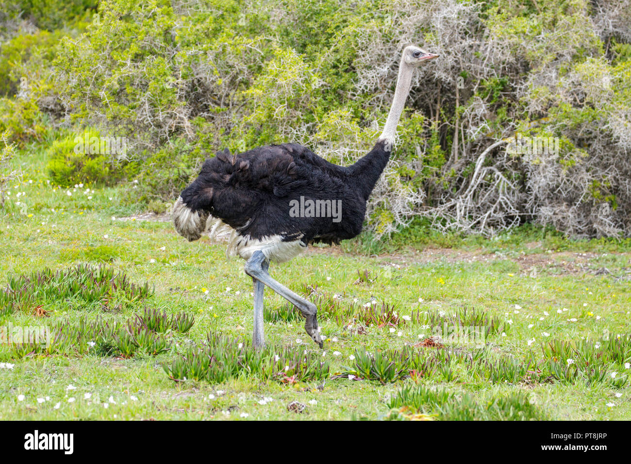 Common Ostrich Struthio camelus Cape Point, Cape of Good Hope, Western ...