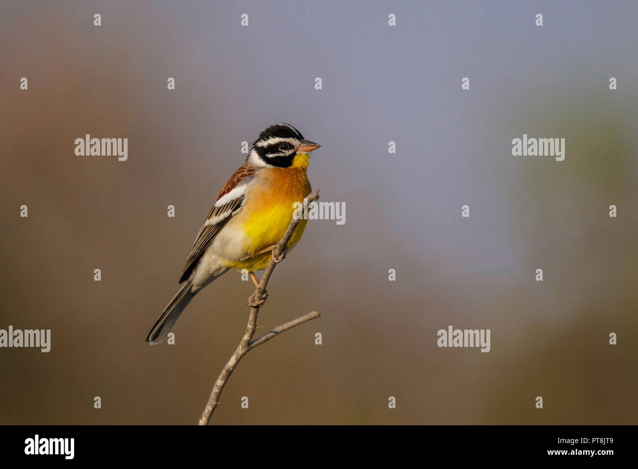 Golden Breasted Bunting High Resolution Stock Photography and Images ...
