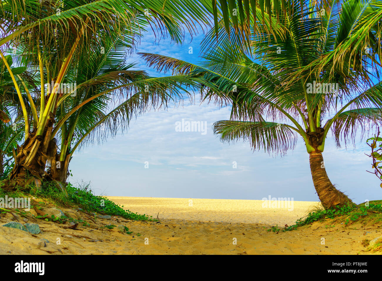 tropical beach with coconut trees Stock Photo - Alamy