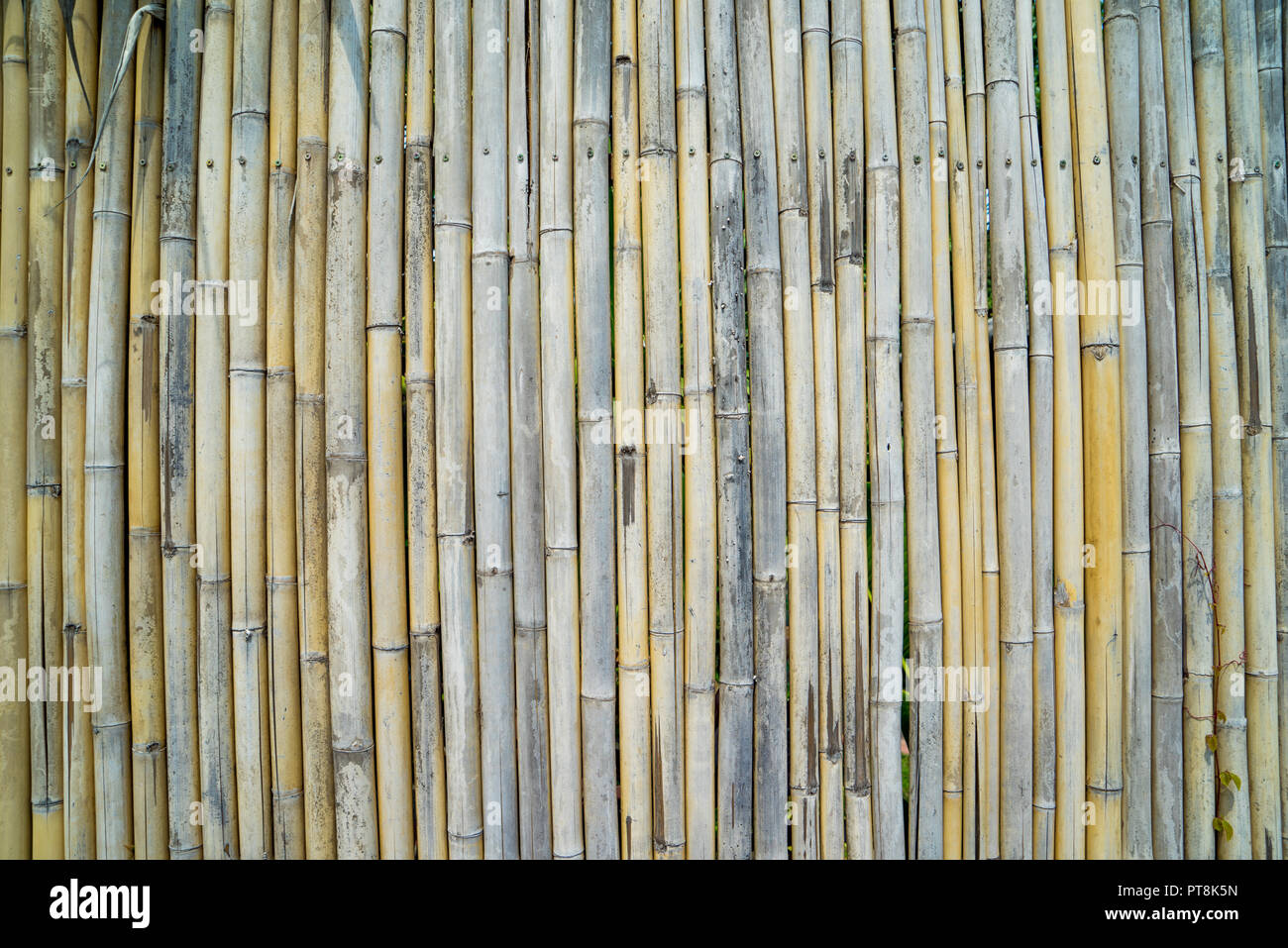 bamboo fence background Stock Photo - Alamy