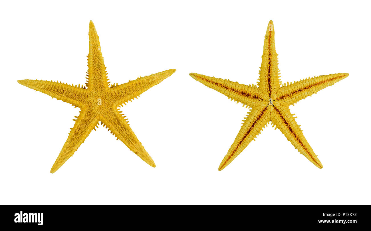 two yellow sea star ,isolated on white background Stock Photo - Alamy