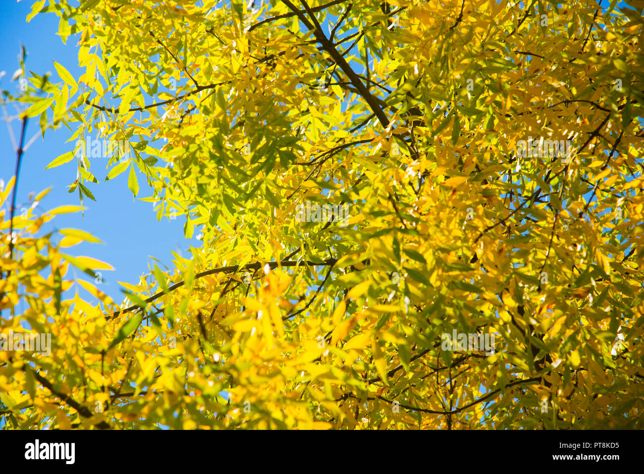 Branches of deciduous tree in Autumn Stock Photo - Alamy