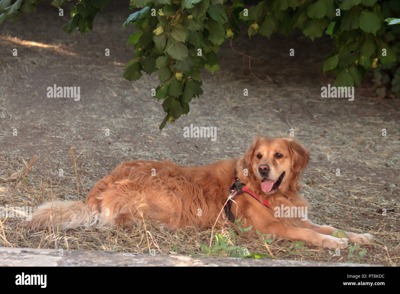 beautiful and affectionate long-haired golden retriever playing happily ...