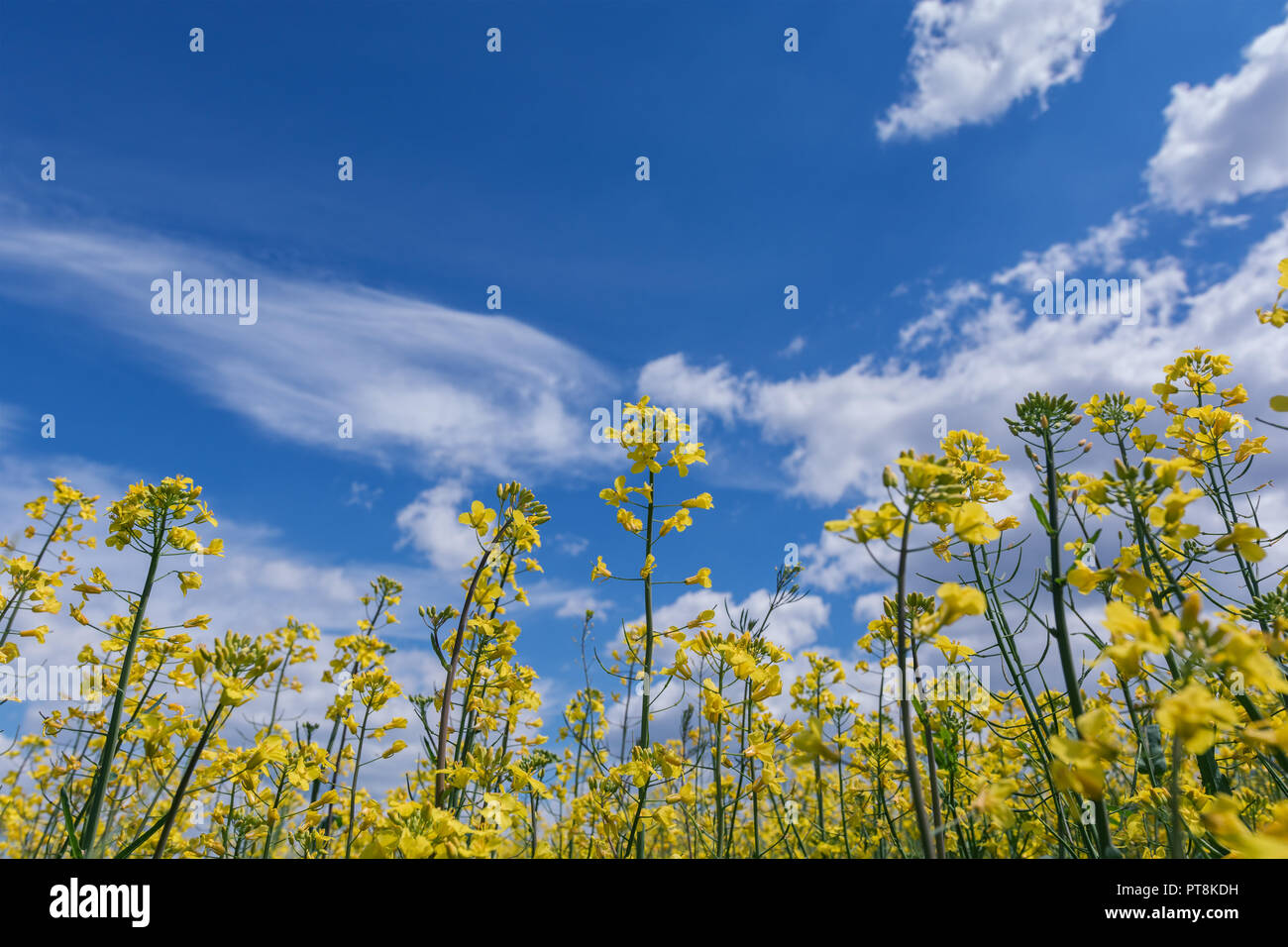 Yellow oil rape seeds in bloom. Field of rapeseed - plant for green ...