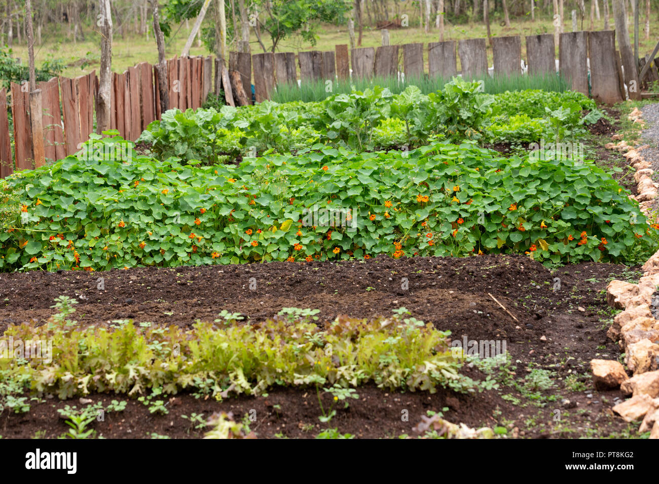 backyard garden with healthy organic crops Stock Photo - Alamy