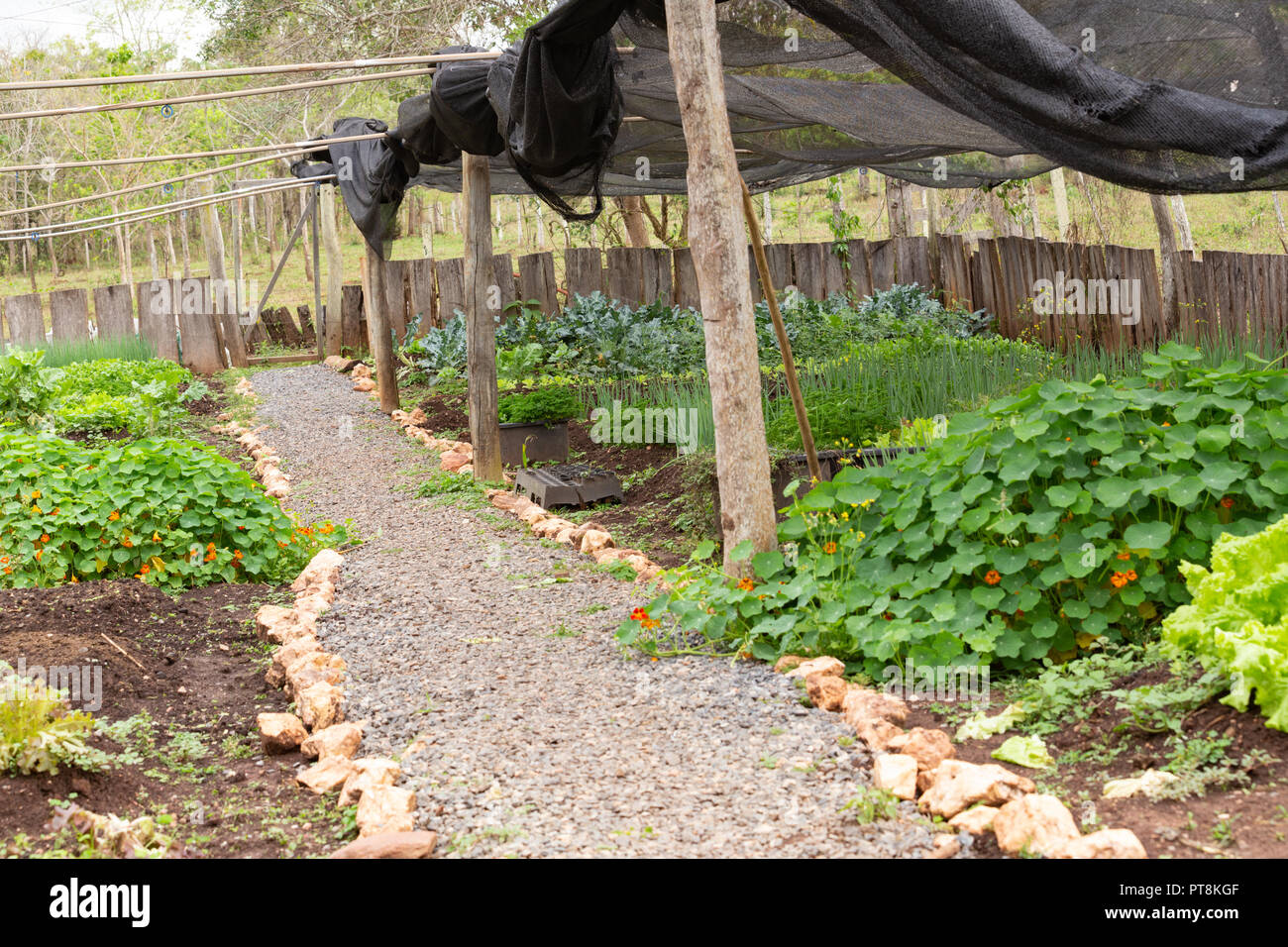 backyard garden with healthy organic crops Stock Photo - Alamy