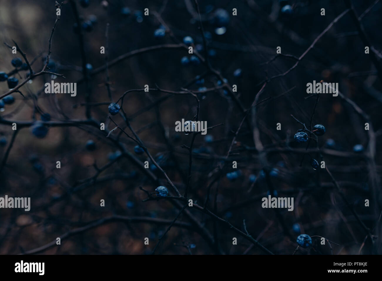 A bush of black thorns with berries at night. Dark Scary Background for ...