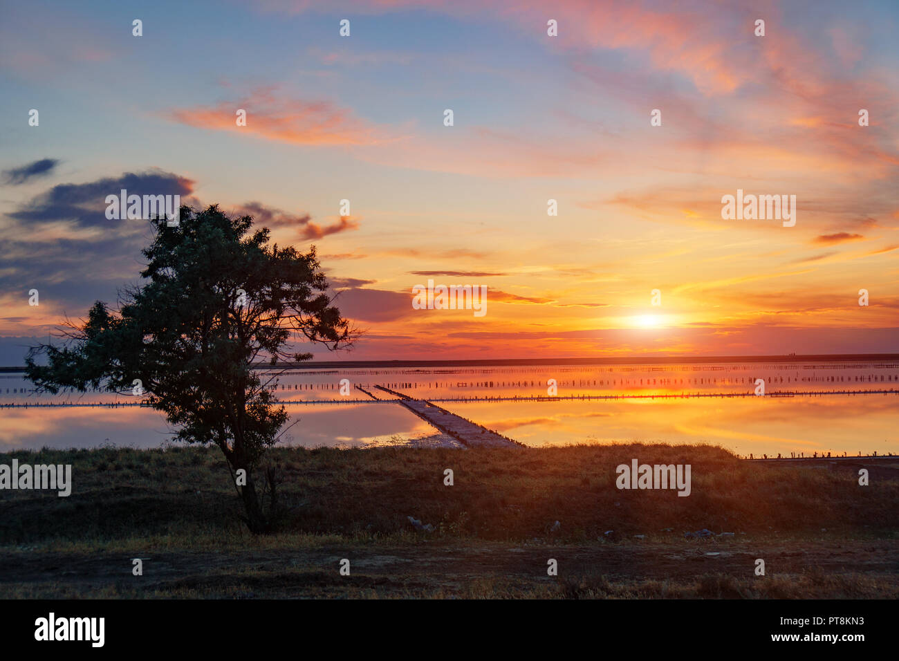 Brine and salt. Salt lake with wooden pegs.Extraction of salt ...