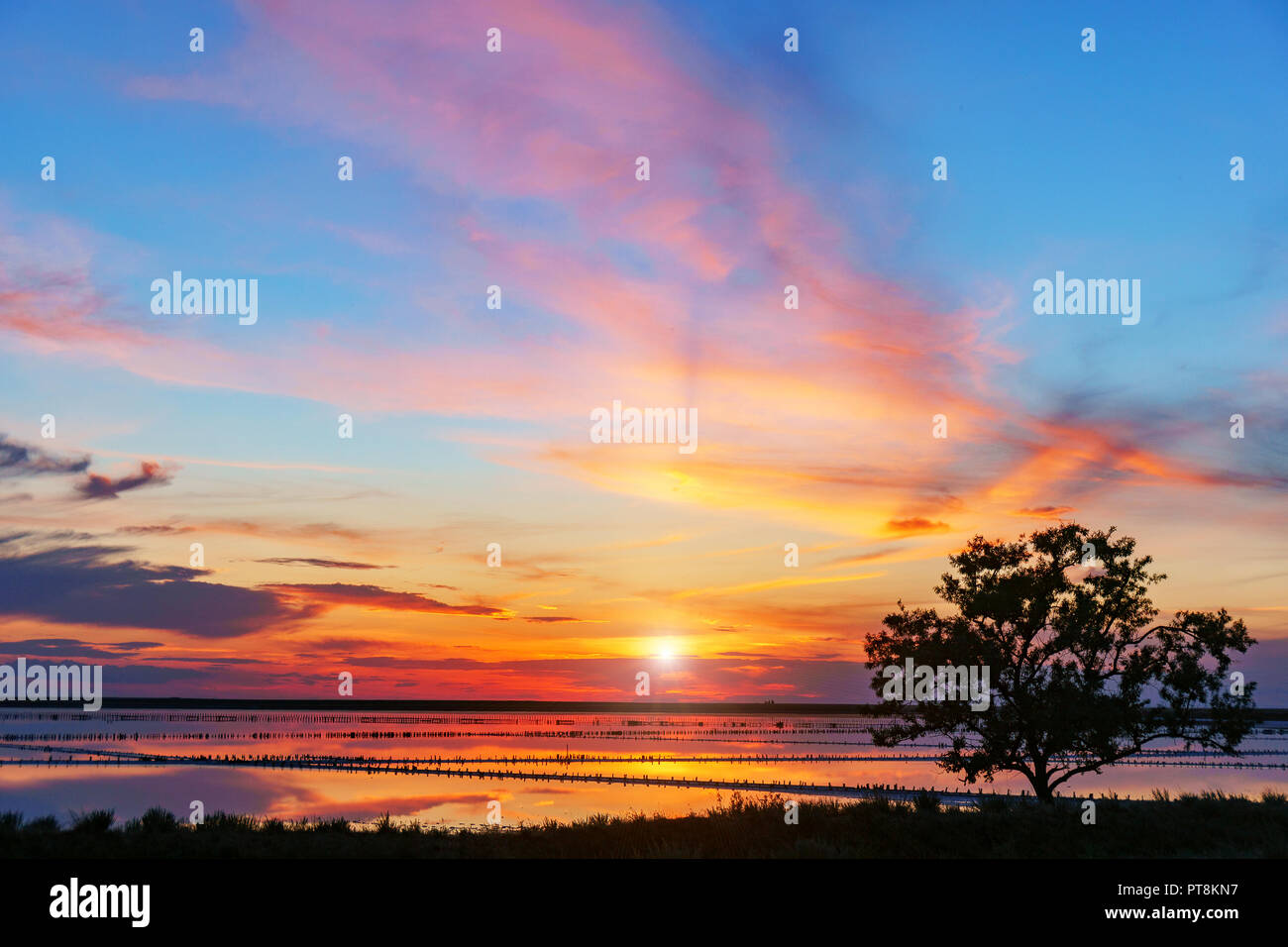 Silhouette of a tree in front of a sunset hi-res stock photography and ...