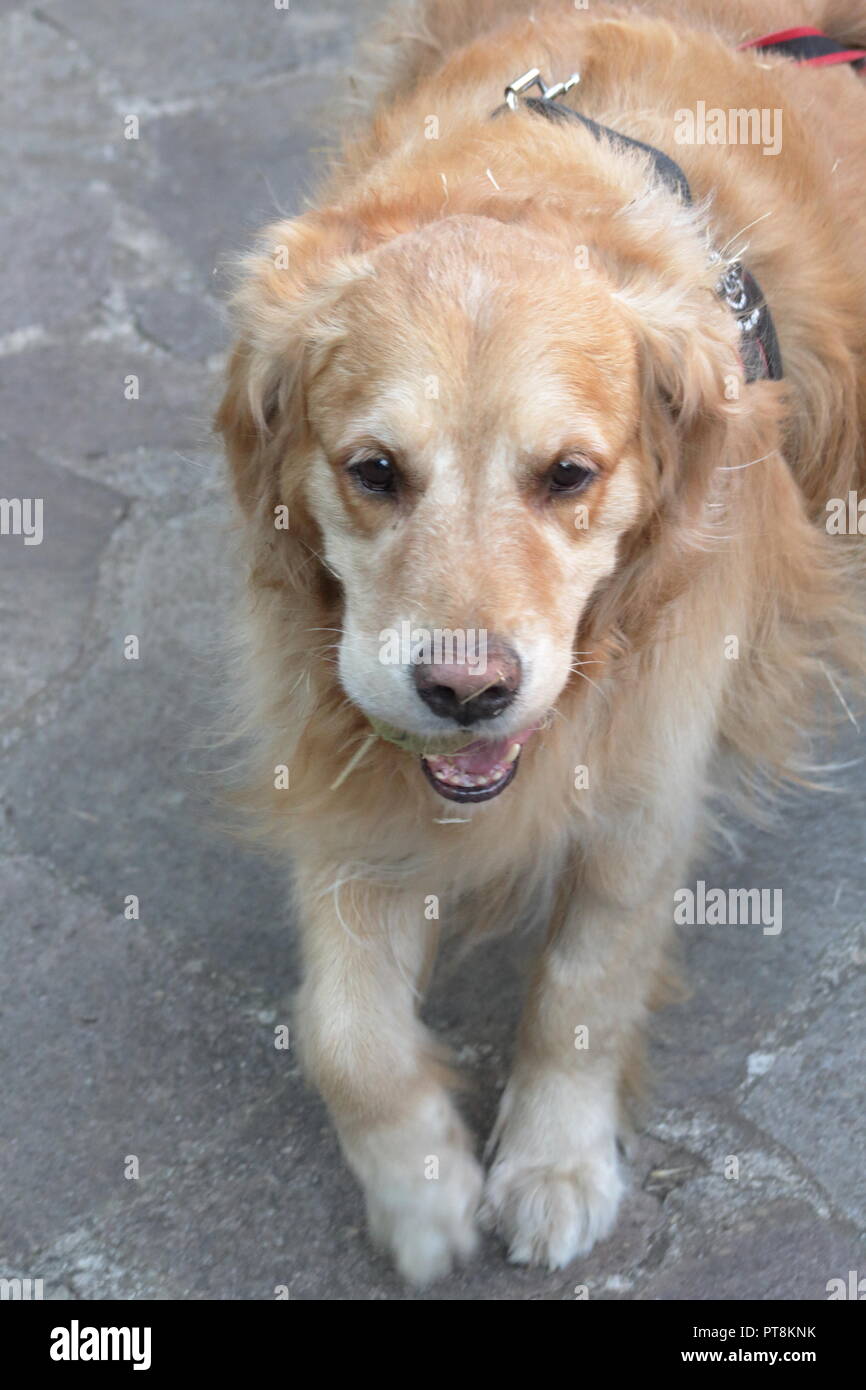 beautiful and affectionate long-haired golden retriever playing happily ...
