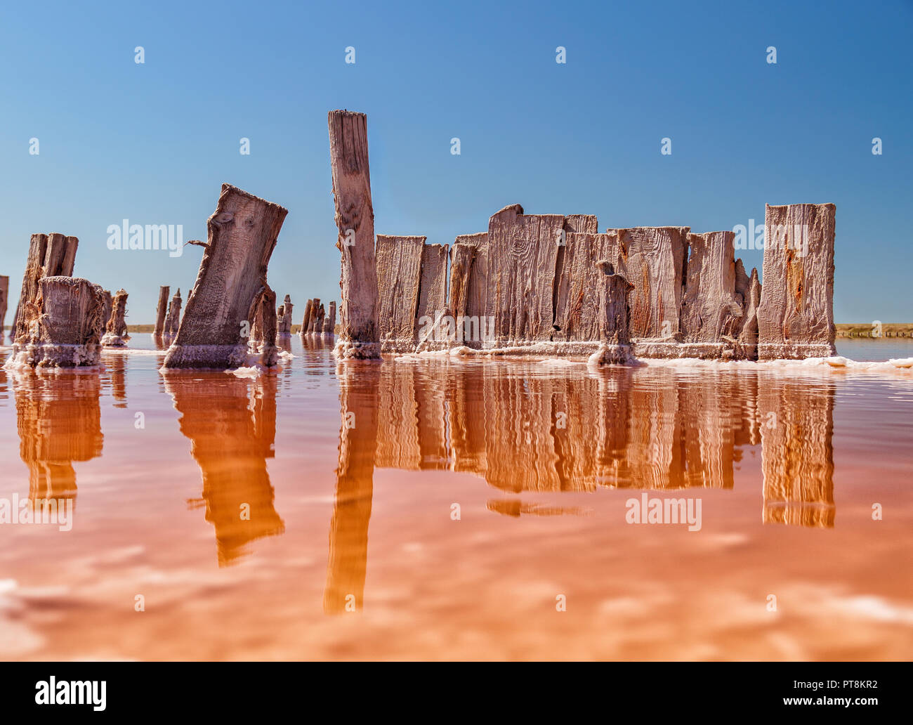 Saturated pink color hi-res stock photography and images - Alamy