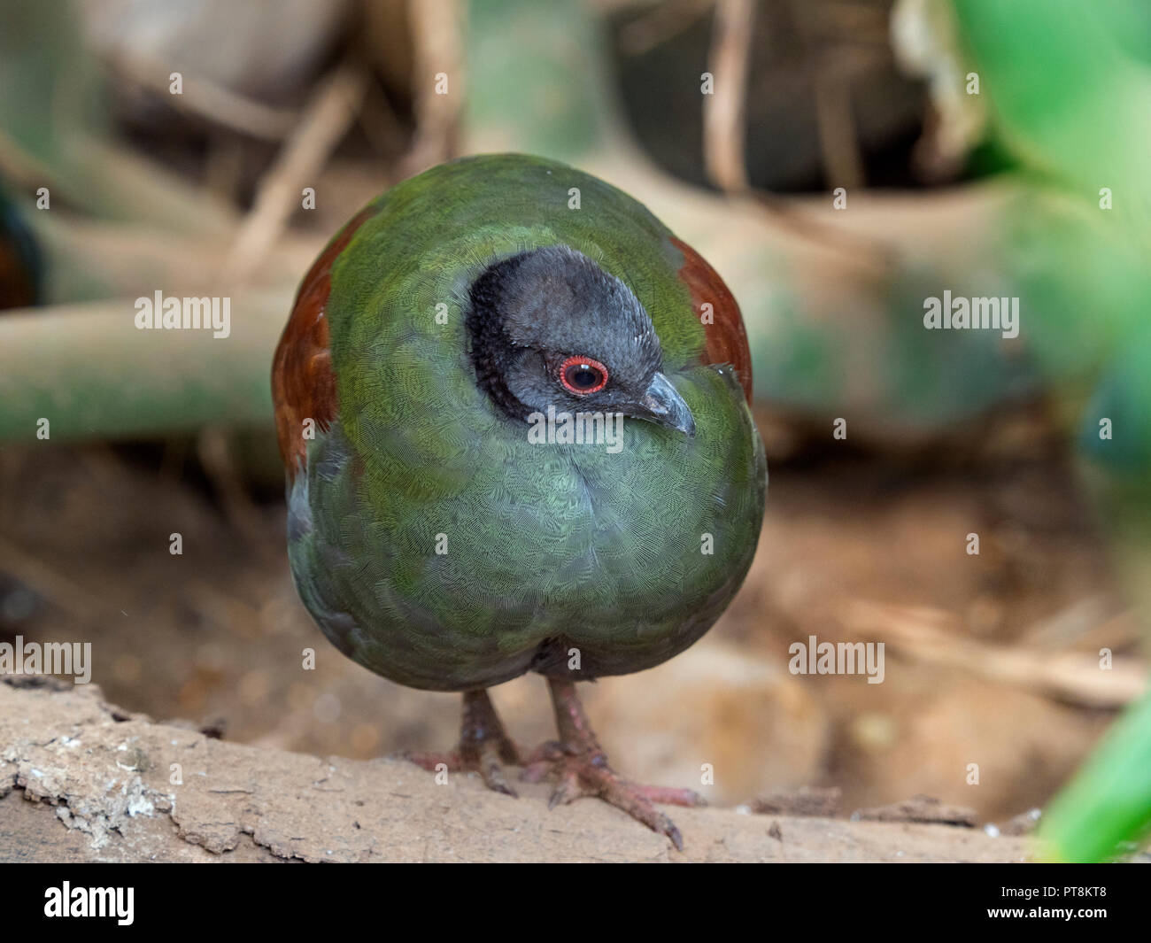 Crested green wood partridge hi-res stock photography and images - Alamy
