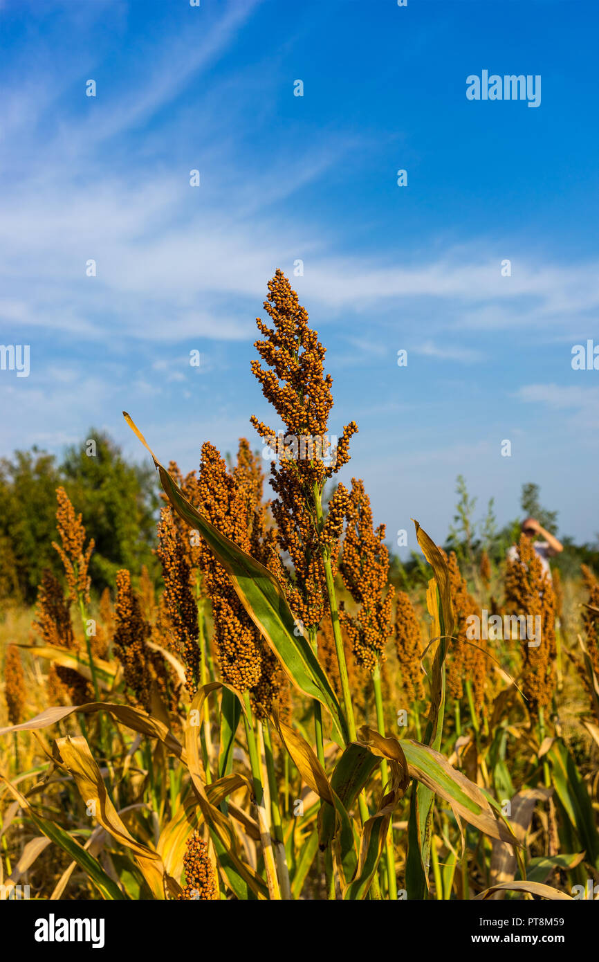 Grain Sorghum High Resolution Stock Photography and Images - Alamy