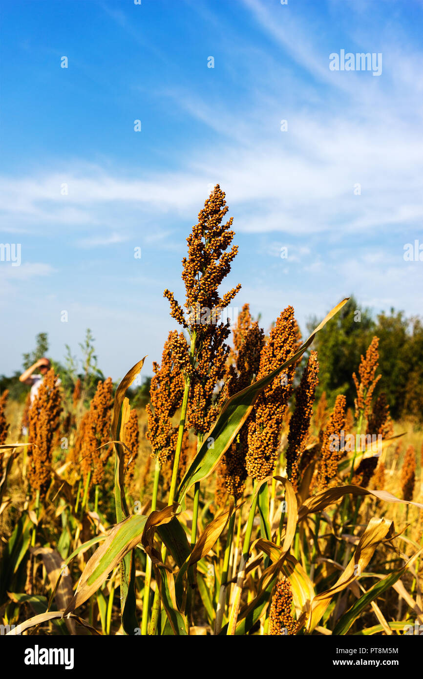 Sorghum leaf hi-res stock photography and images - Alamy
