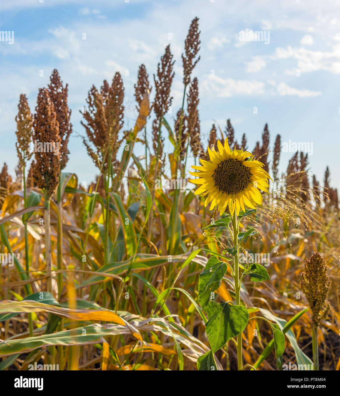 Sorghum field hi-res stock photography and images - Alamy