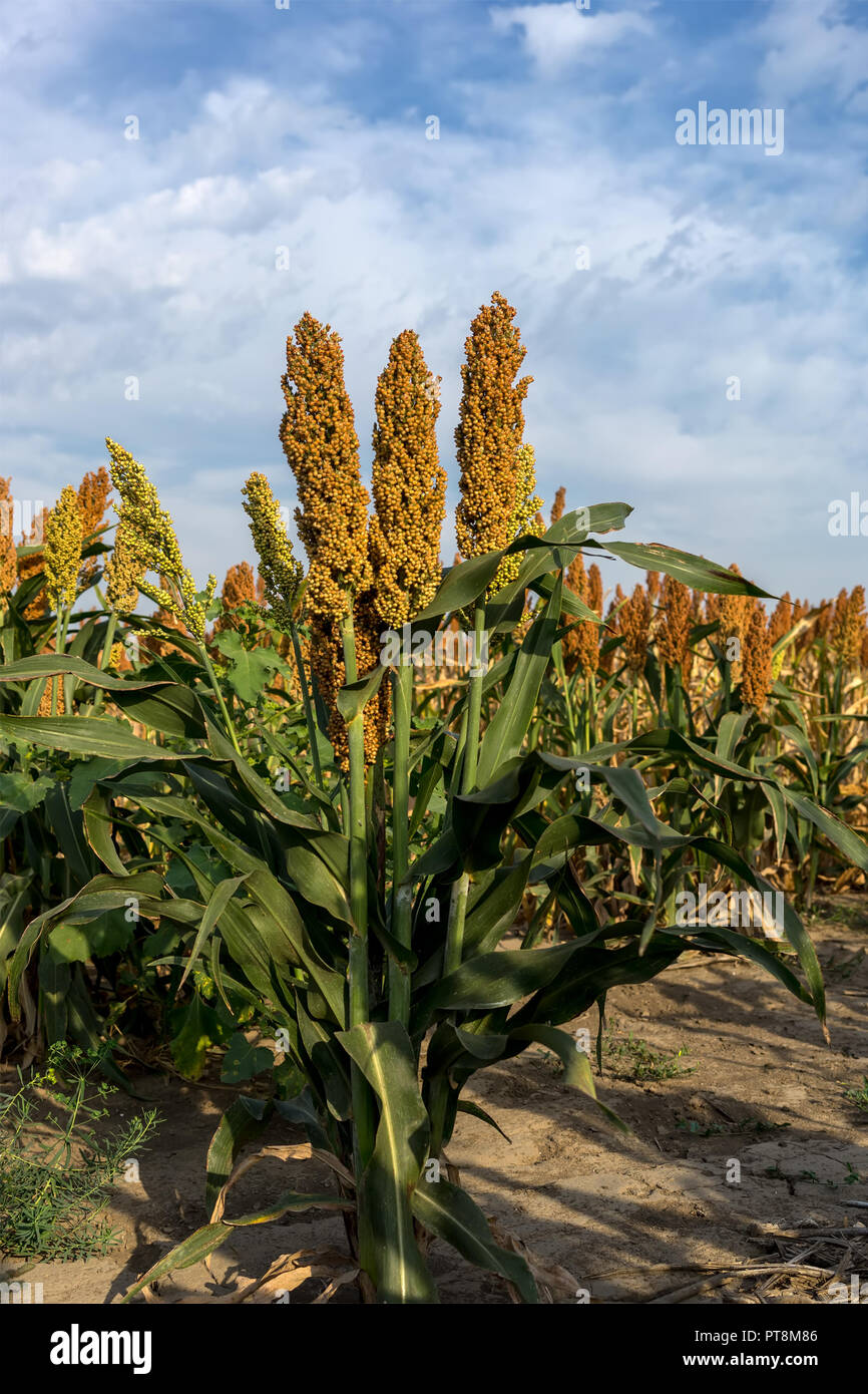 bush green plant sorghum in the field with blue sky Stock Photo - Alamy