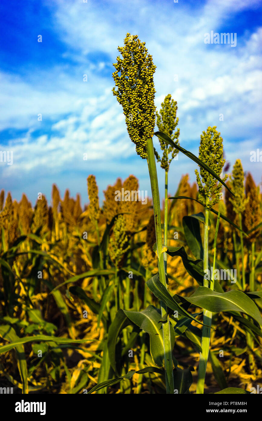 Grain sorghum hi-res stock photography and images - Alamy
