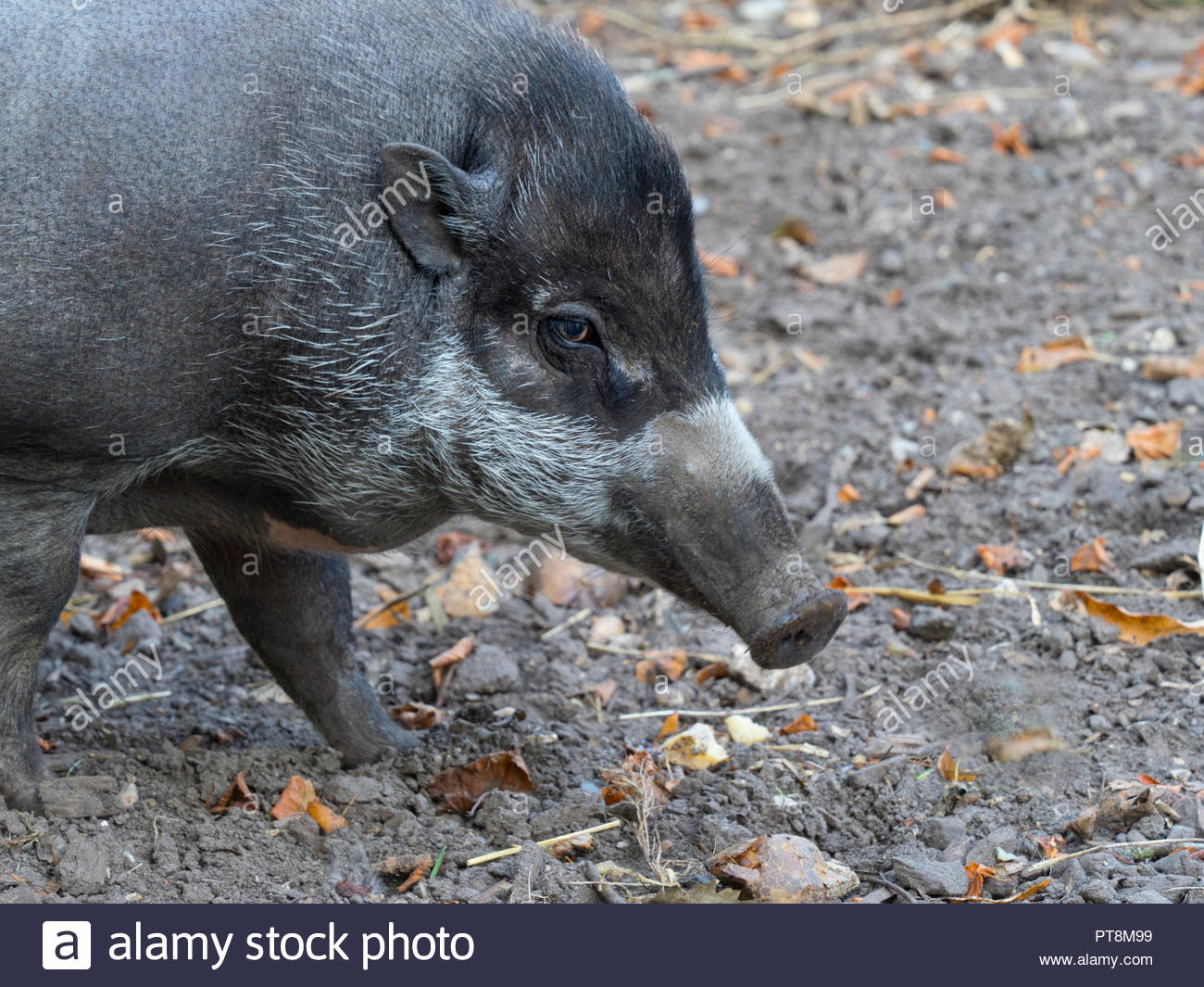 Spiky Hair Stock Photos & Spiky Hair Stock Images - Alamy