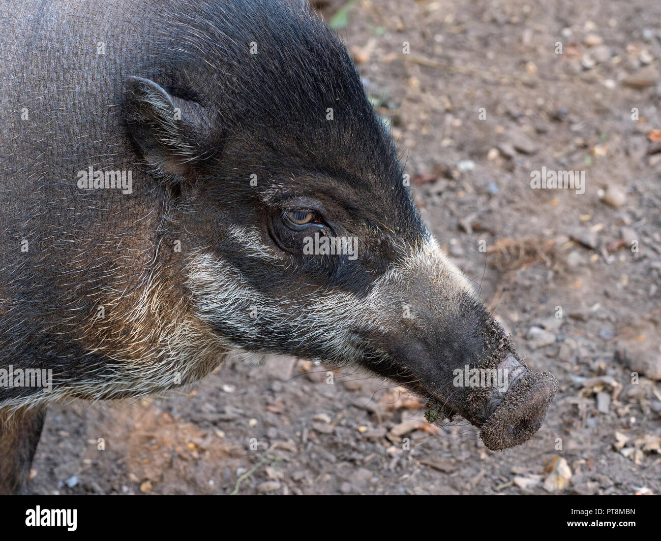 Visayan warty pig Sus cebifrons Captive photograph Stock Photo - Alamy