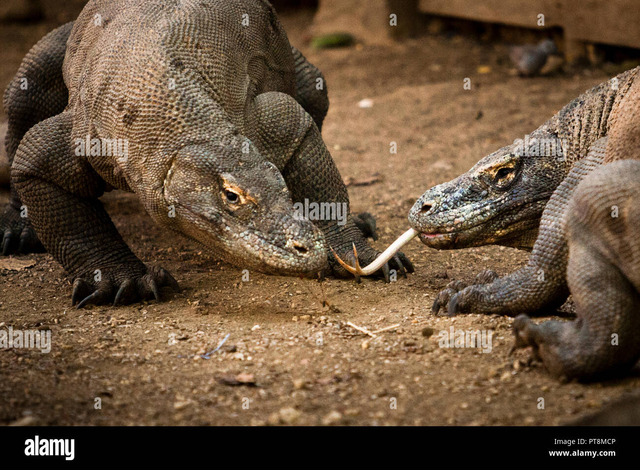 Dragons Claw High Resolution Stock Photography and Images - Alamy