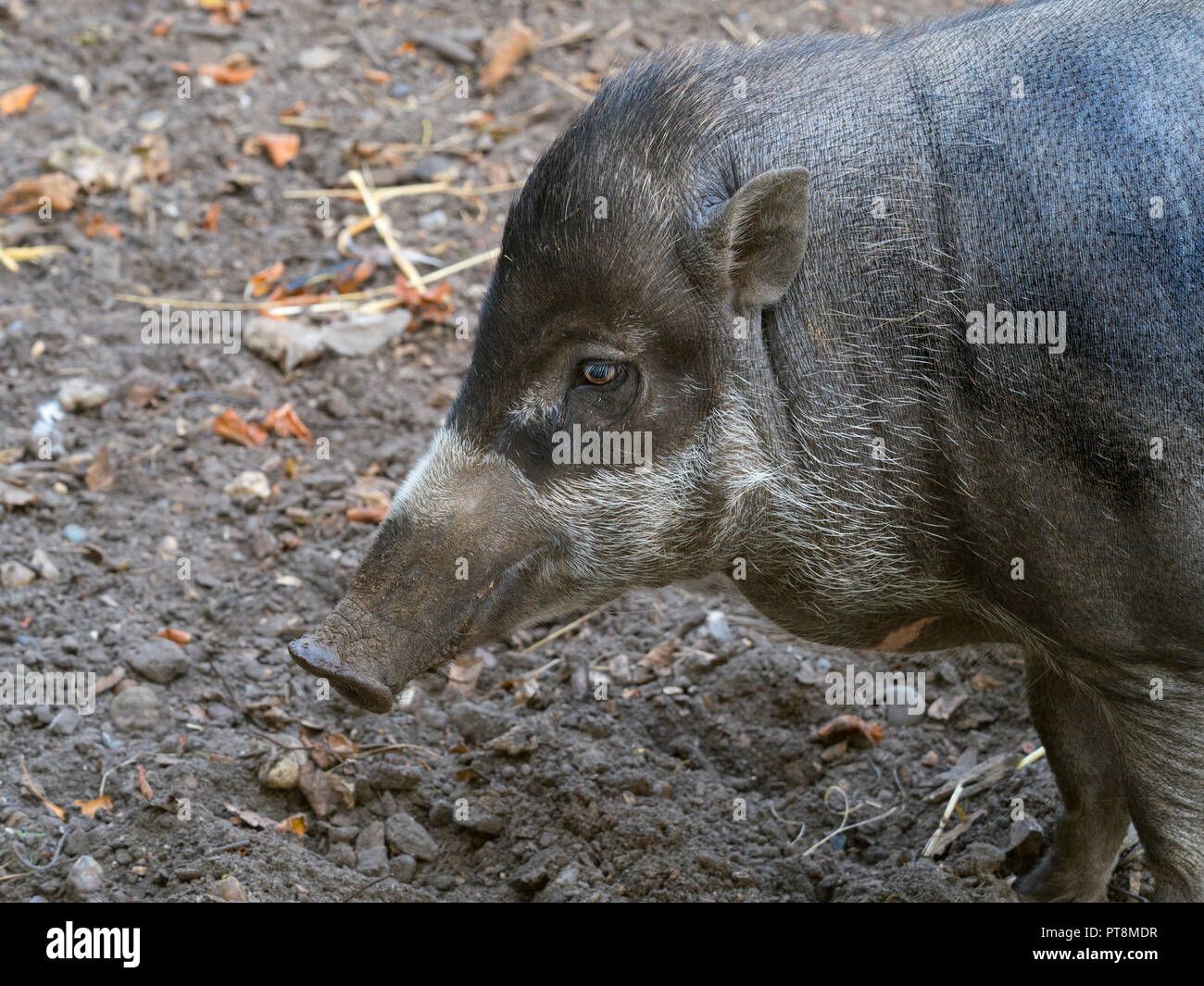 Visayan warty pig Sus cebifrons Captive photograph Stock Photo - Alamy