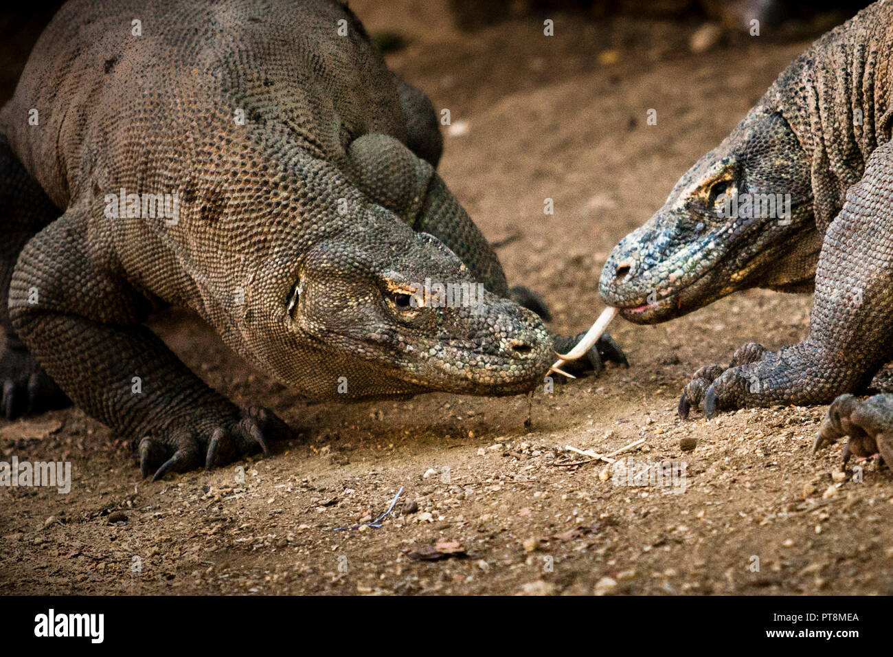 Komodo Island Monitor High Resolution Stock Photography and Images - Alamy