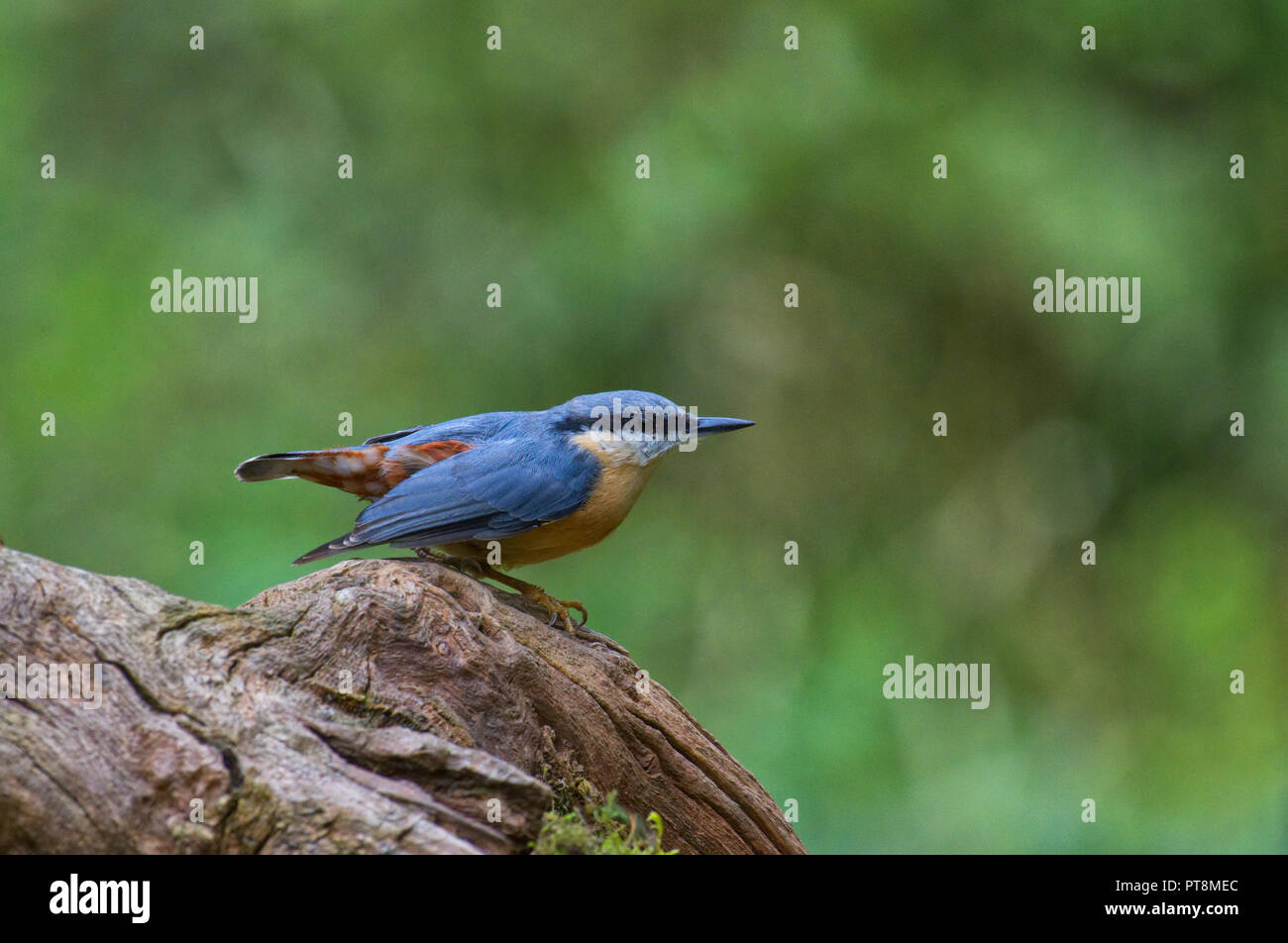 Nuthatch attractive bird hi-res stock photography and images - Alamy