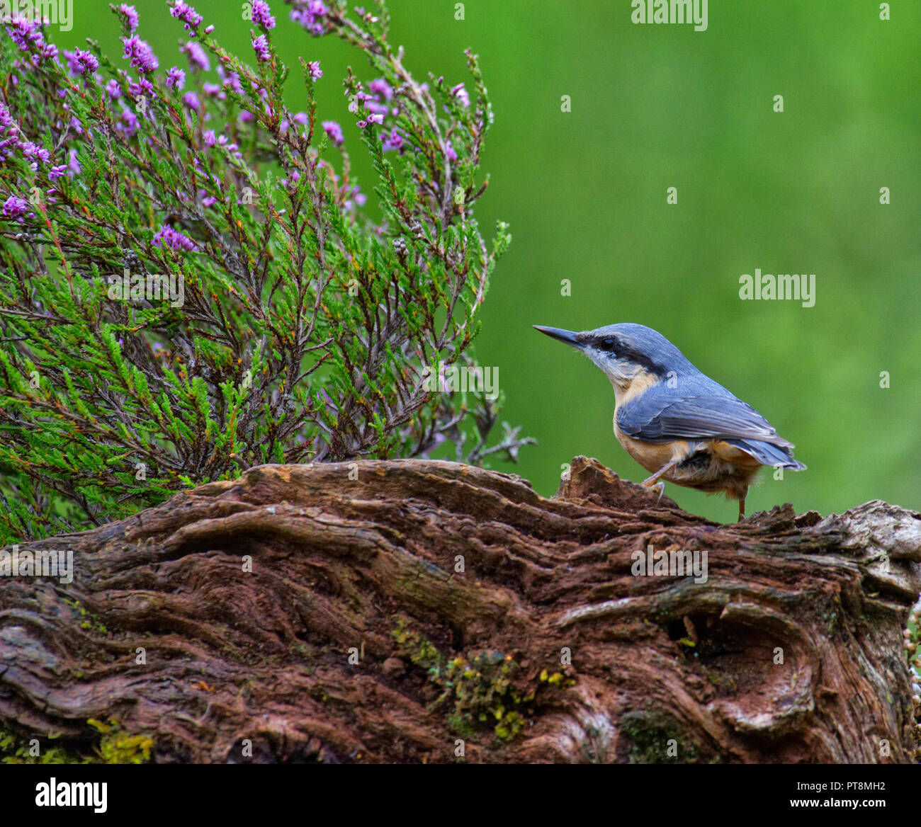Eurasian nuthatch plumage hi-res stock photography and images - Alamy