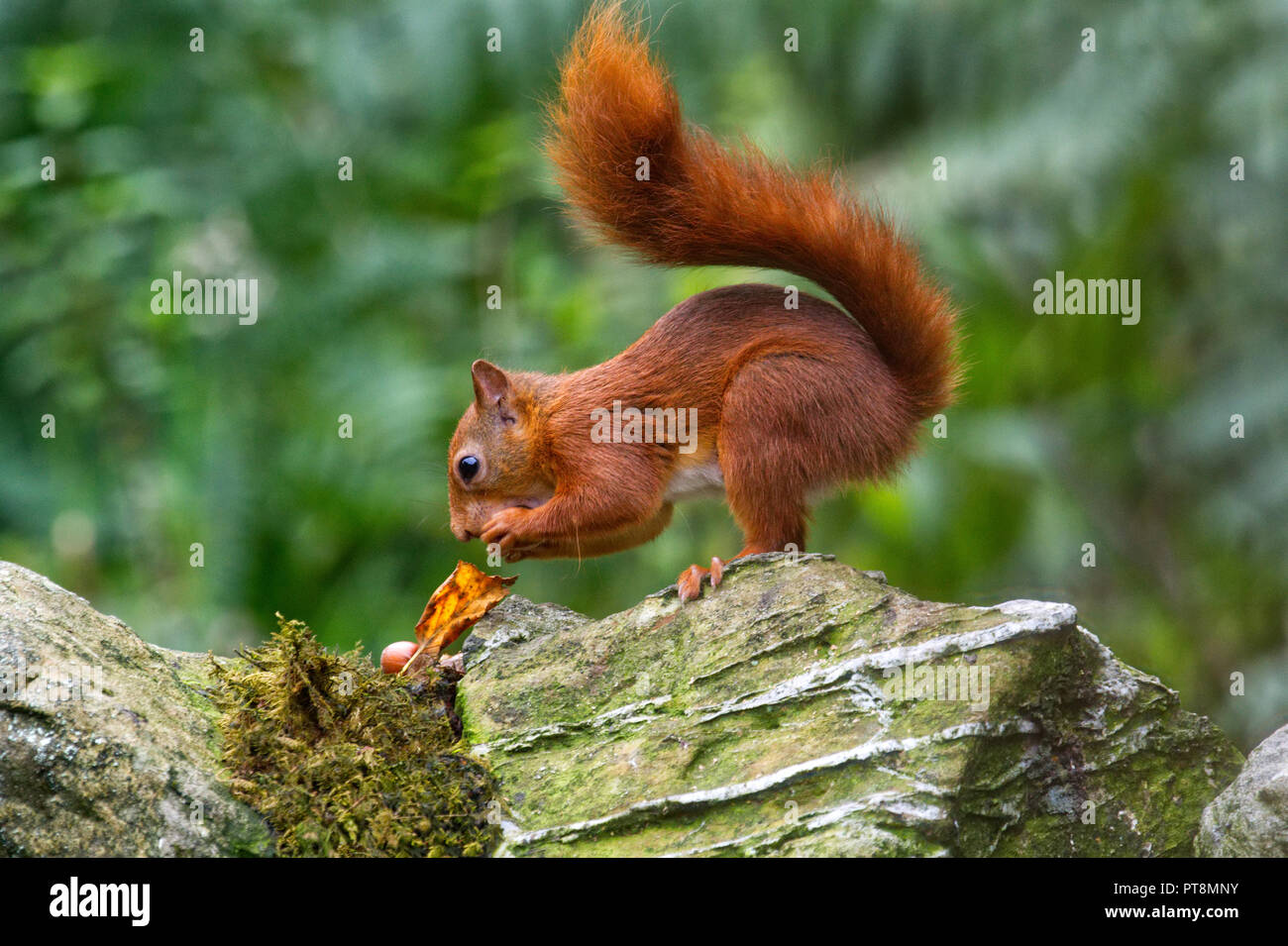 Super squirrel hi-res stock photography and images - Alamy