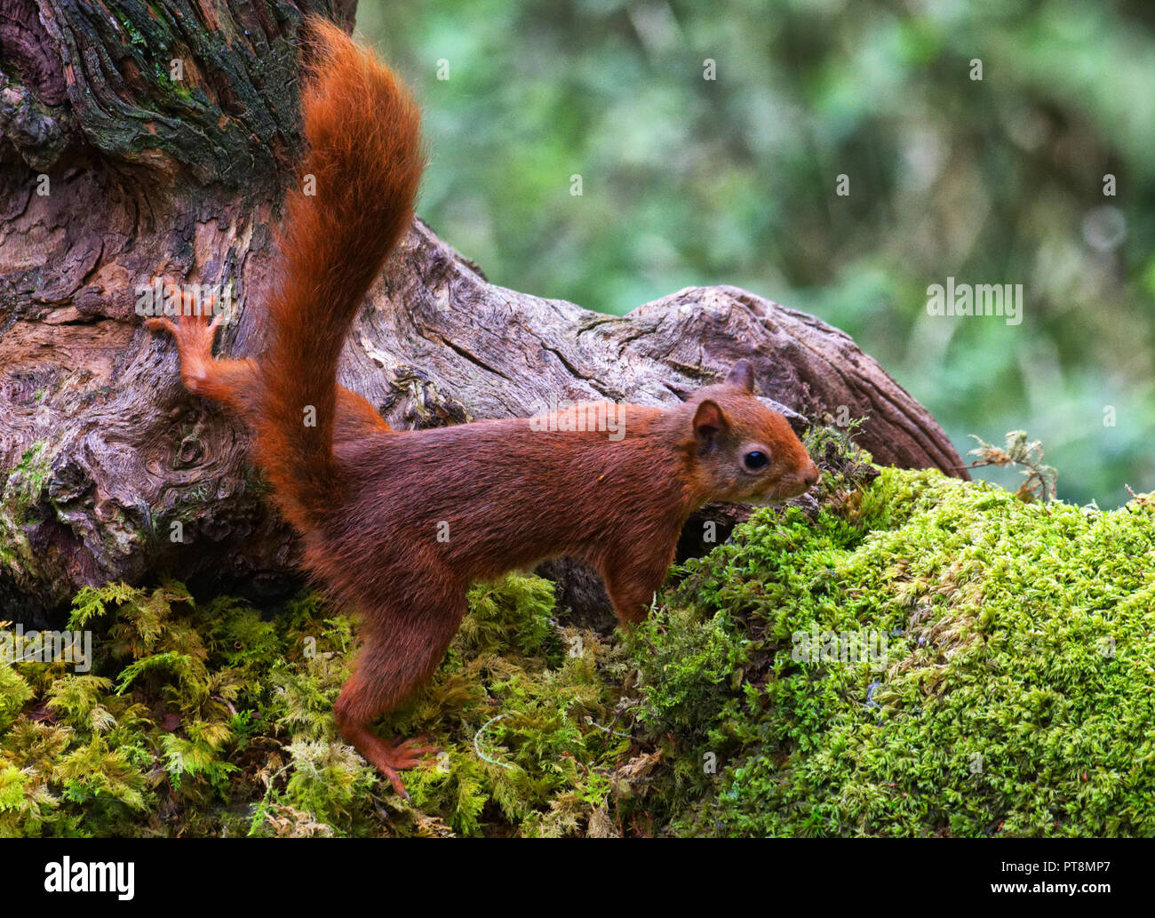 Super squirrel hi-res stock photography and images - Alamy