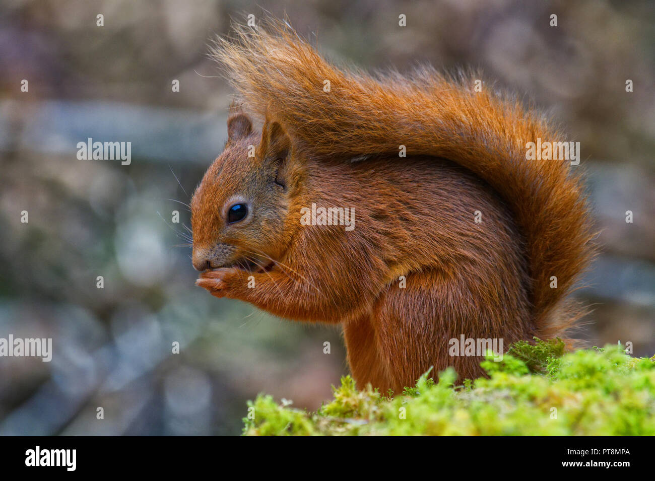 Scampering Squirrel High Resolution Stock Photography and Images - Alamy