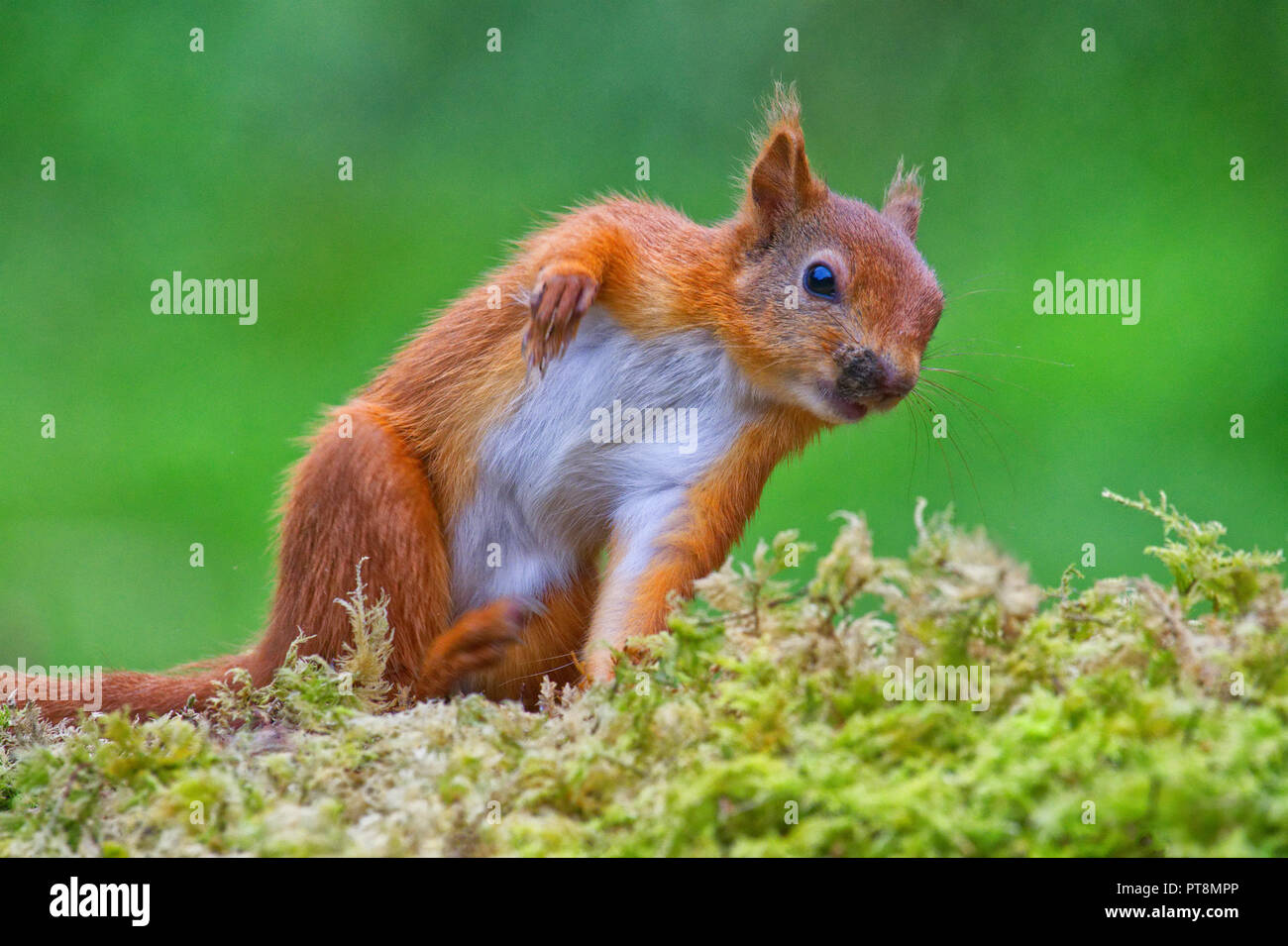 Super squirrel hi-res stock photography and images - Alamy
