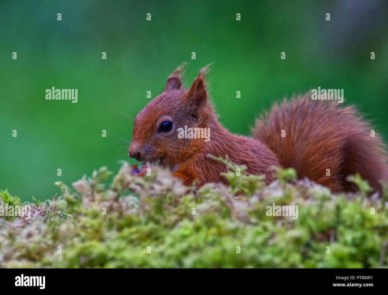 Scampering squirrel hi-res stock photography and images - Alamy