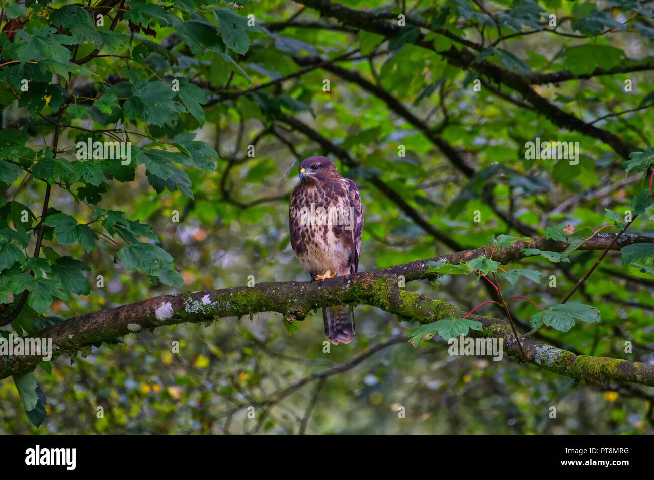Pale brown plumage hi-res stock photography and images - Alamy