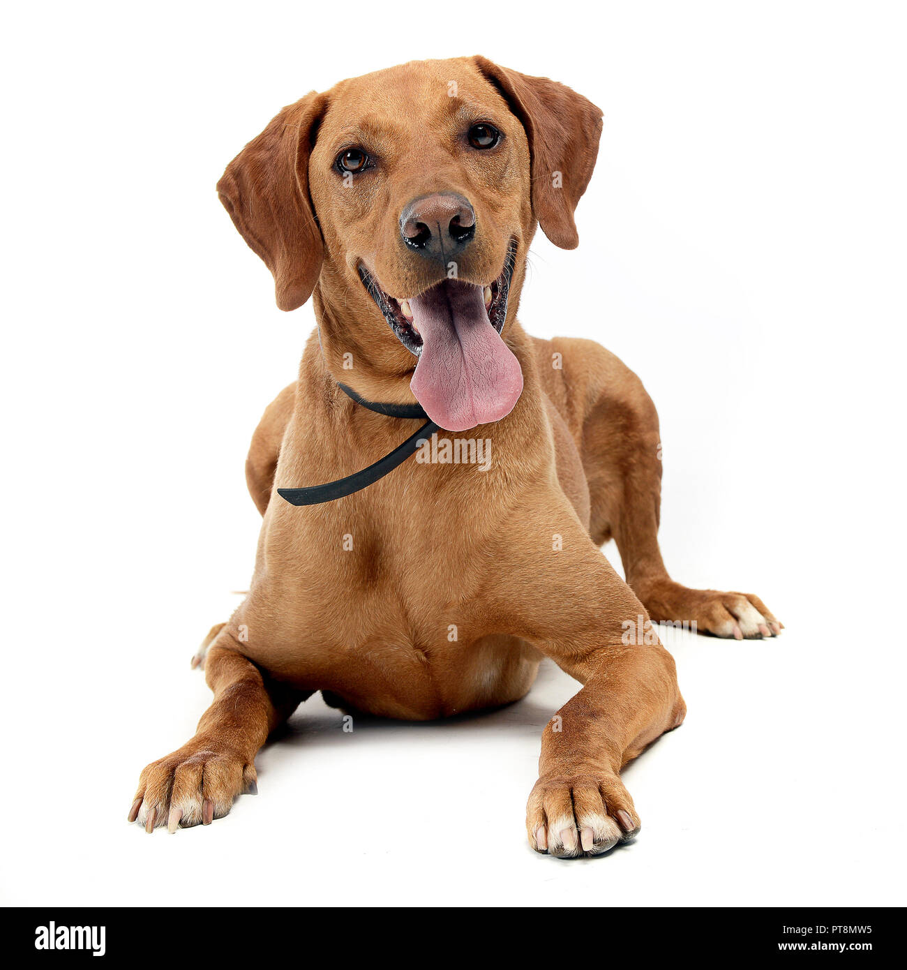 brown mixed breed dog in a white background Stock Photo - Alamy