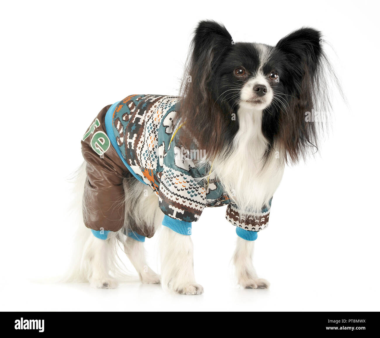 Cute papillon standing in a white background Stock Photo - Alamy