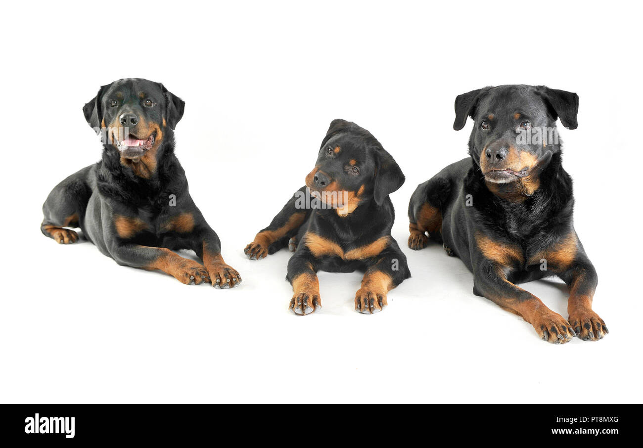 Three Rottweilers are lying in the white studio floor Stock Photo - Alamy