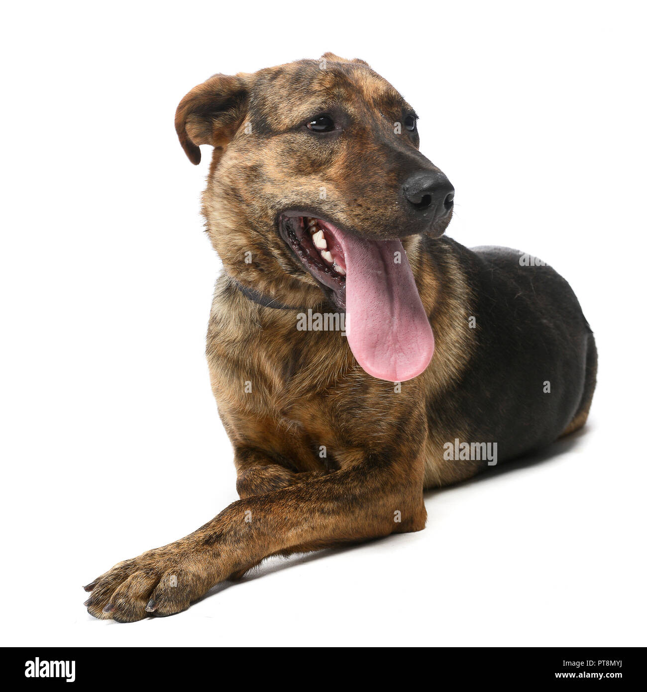 Dog sideways view Cut Out Stock Images & Pictures - Alamy
