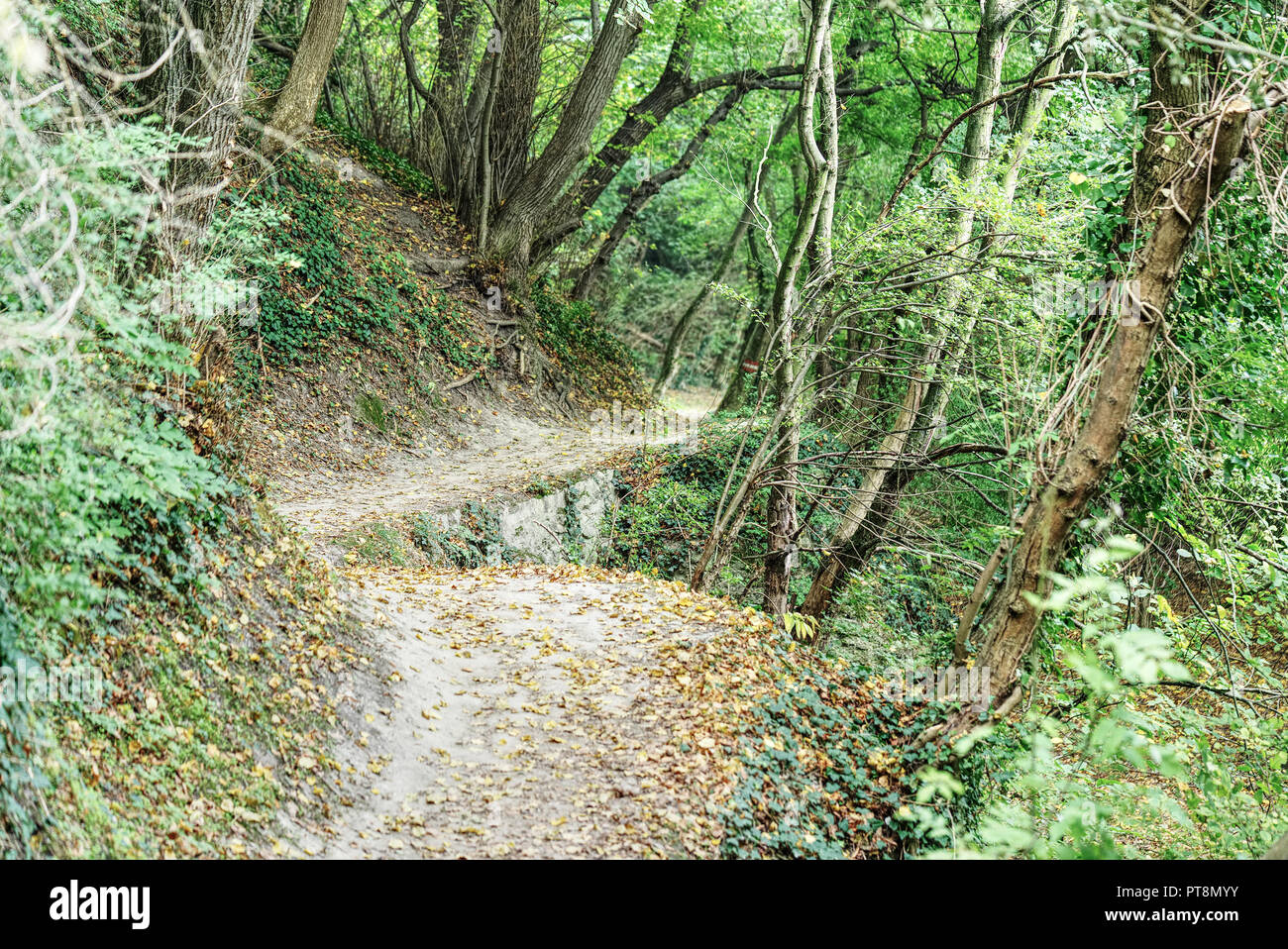 Foot path in the forest Stock Photo - Alamy